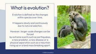 Natural Selection and Evolution Explained | PDF