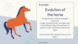 Natural Selection and Evolution Explained | PDF