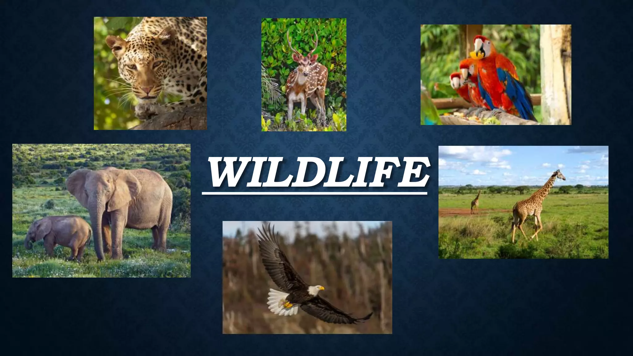 PPT - Natural Vegetation and Wildlife.PPTX