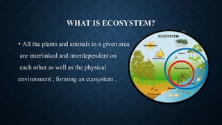 PPT - Natural Vegetation and Wildlife.PPTX