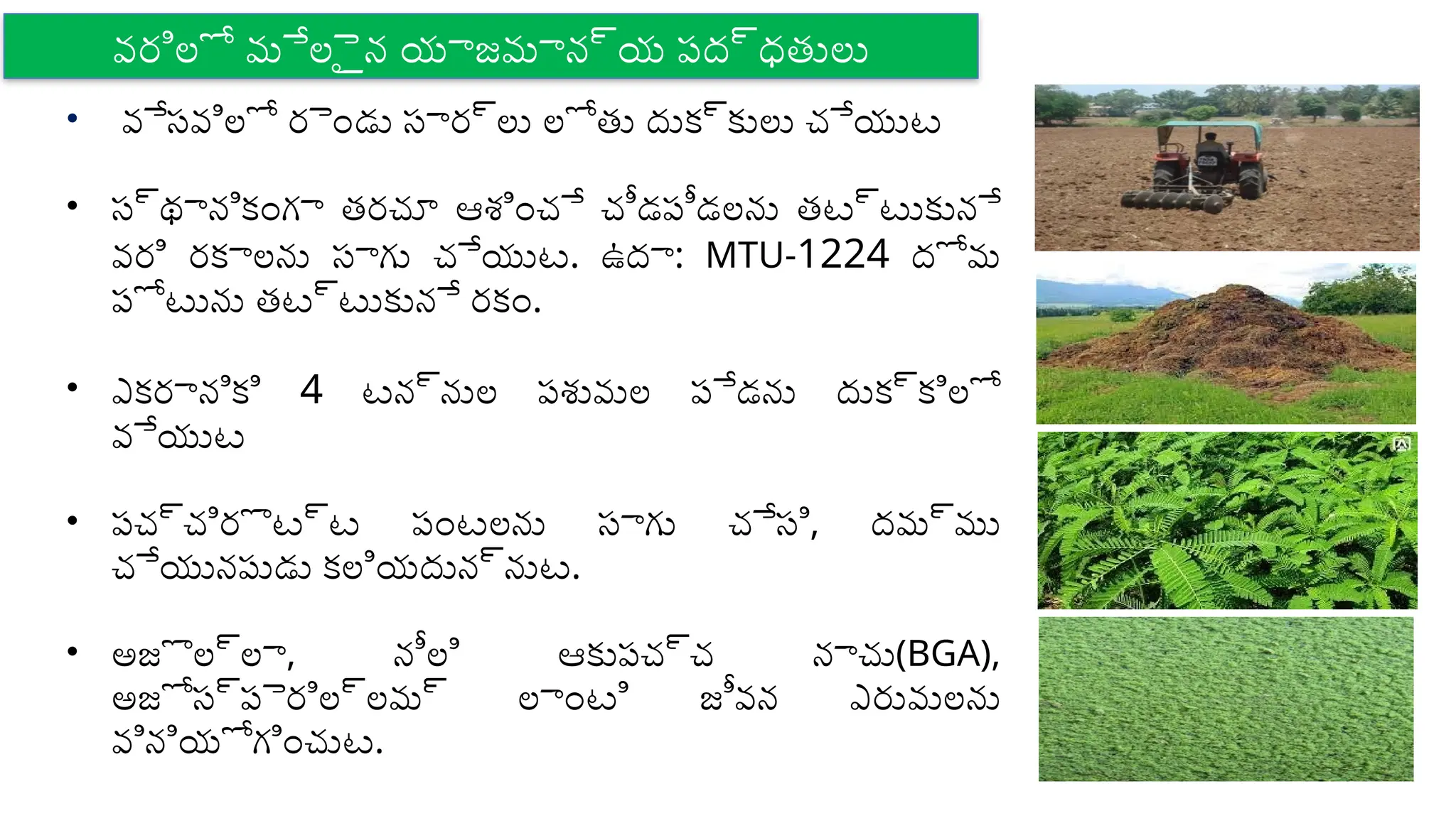 Importanat pests of paddy and its management | PPT