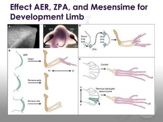pola pembentukan tungkai (pattern formation of limb) | PPTX