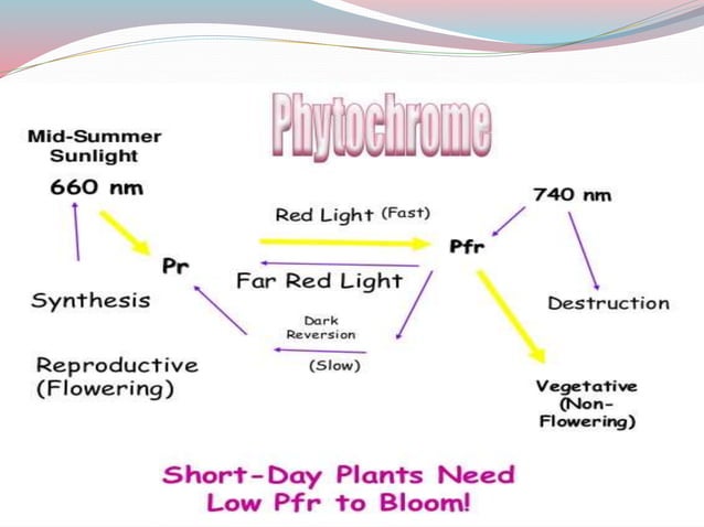 Photoperiodism | PPT