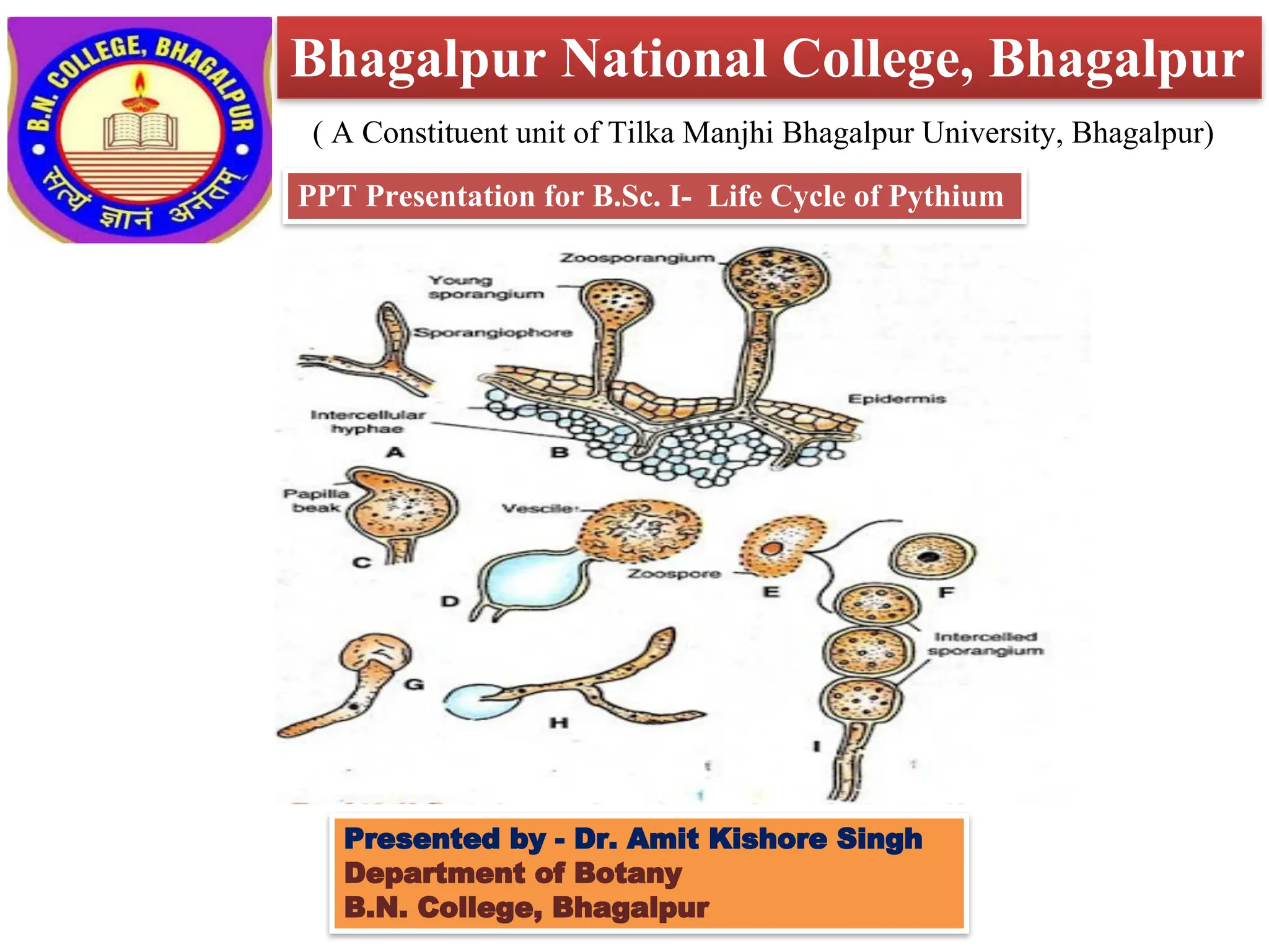 PPT-Presentation-for-B.Sc_.-I-Life-Cycle-of-Pythium (1).pdf