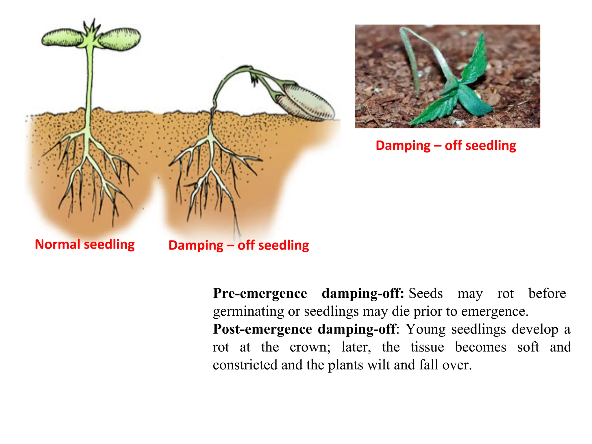 PPT-Presentation-for-B.Sc_.-I-Life-Cycle-of-Pythium (1).pdf