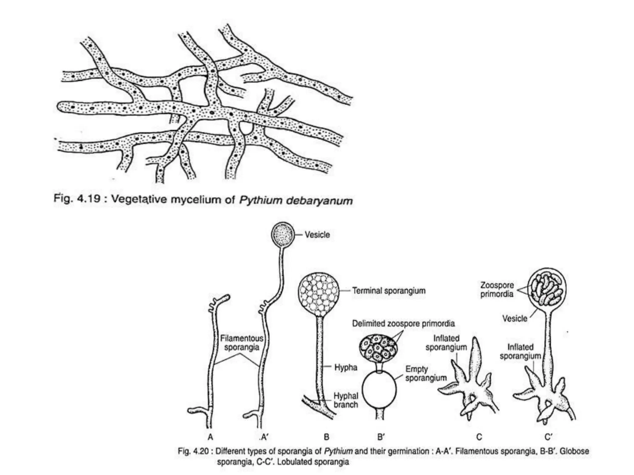 PPT-Presentation-for-B.Sc_.-I-Life-Cycle-of-Pythium (1).pdf