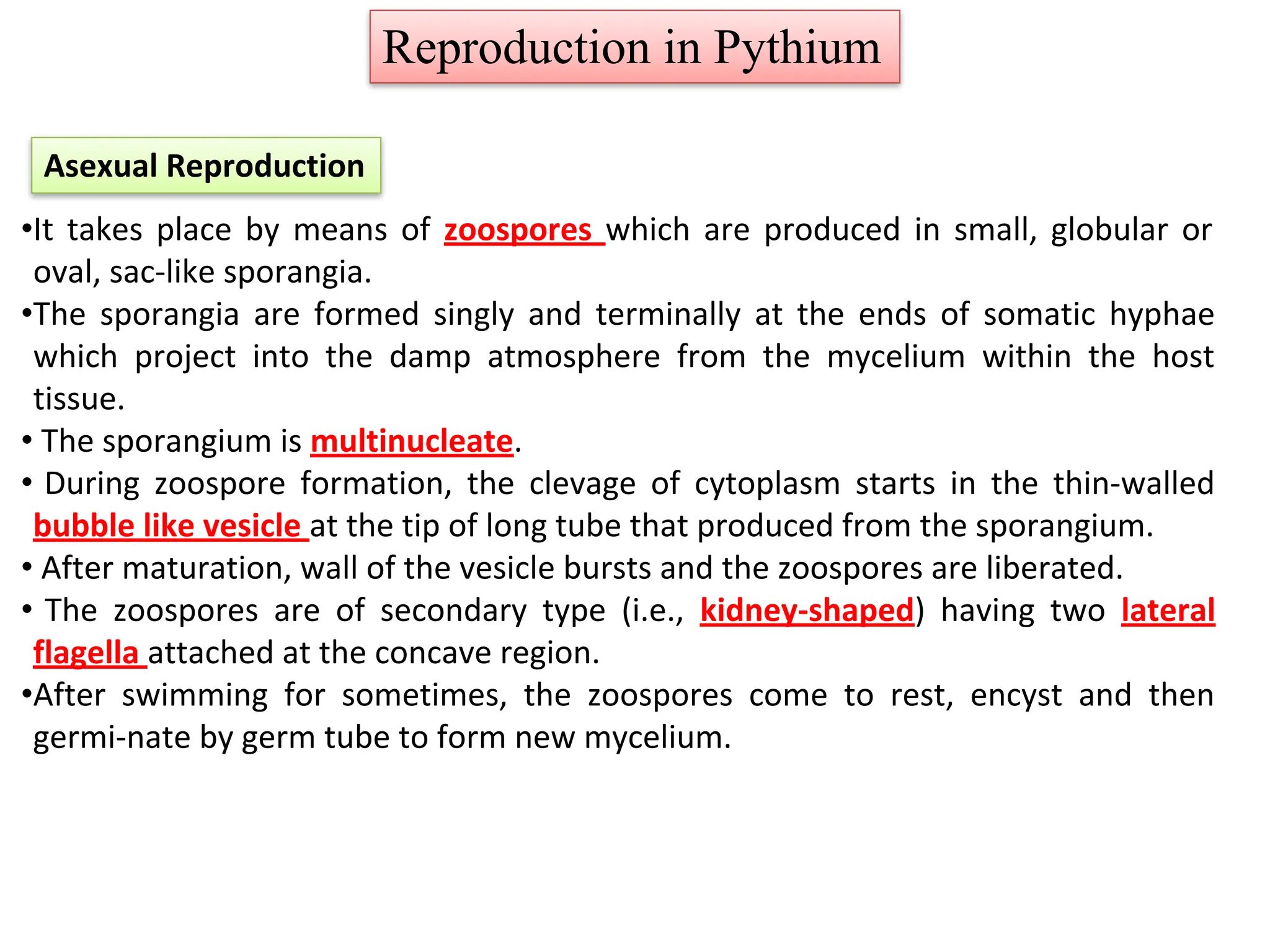 PPT-Presentation-for-B.Sc_.-I-Life-Cycle-of-Pythium (1).pdf