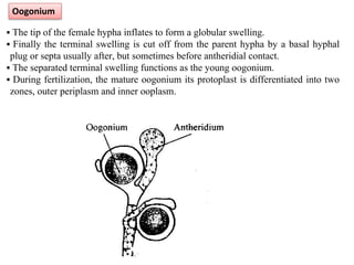PPT-Presentation-for-B.Sc_.-I-Life-Cycle-of-Pythium (1).pdf