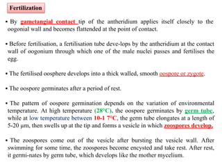 PPT-Presentation-for-B.Sc_.-I-Life-Cycle-of-Pythium (1).pdf