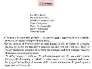 PPT-Presentation-for-B.Sc_.-I-Life-Cycle-of-Pythium (1).pdf