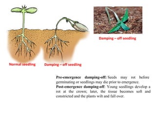 PPT-Presentation-for-B.Sc_.-I-Life-Cycle-of-Pythium (1).pdf
