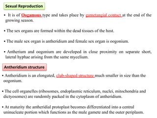 PPT-Presentation-for-B.Sc_.-I-Life-Cycle-of-Pythium (1).pdf