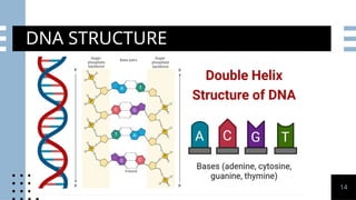 PPT-Q3-DNA-Structure-and-Protein-Synthesis.pptx