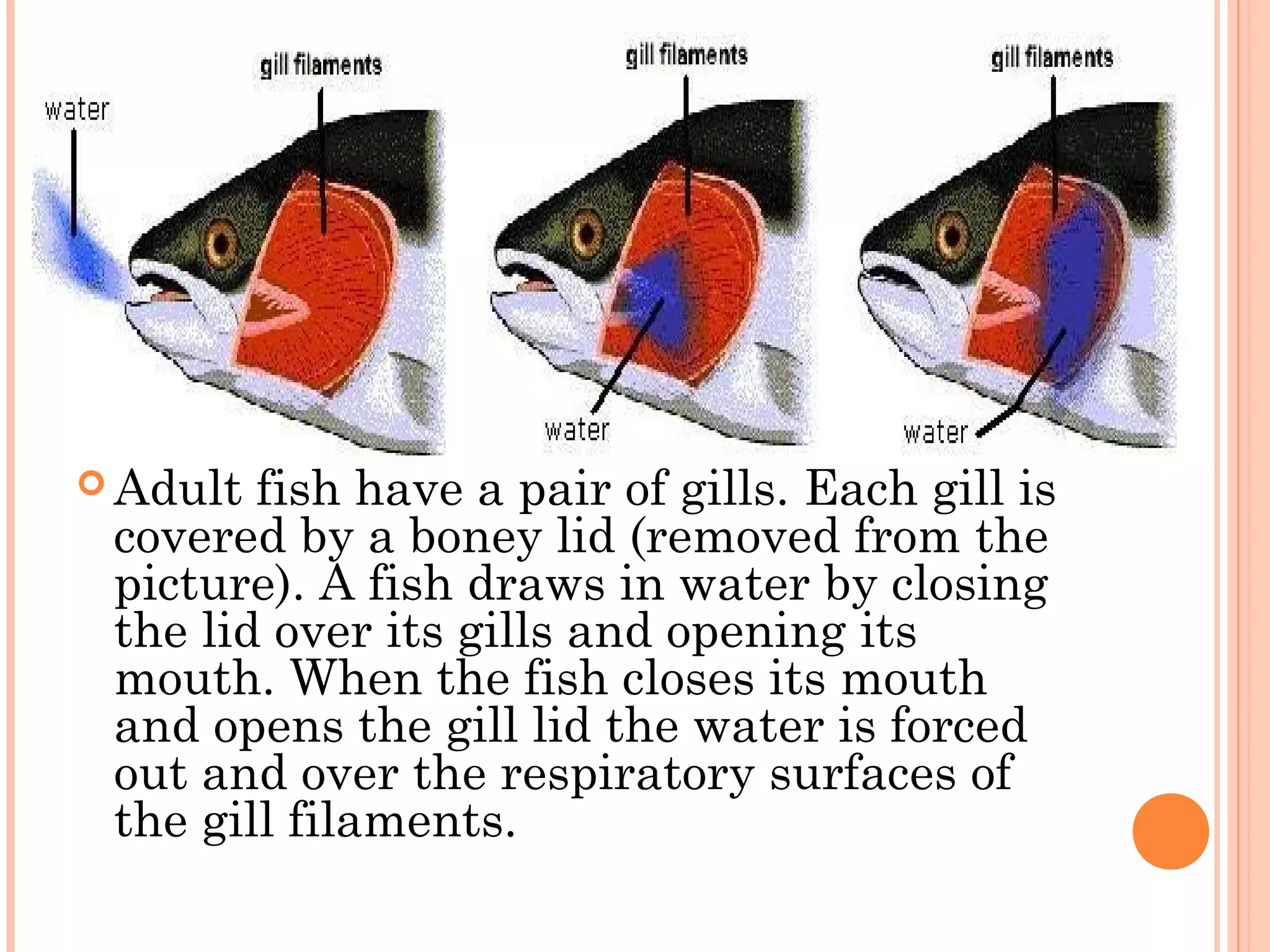 Ppt respiratory system- physiology | POT