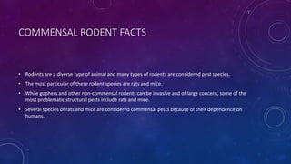 PPT - Rodent biology.pptx
