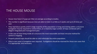Commensal Rodents | PPTX