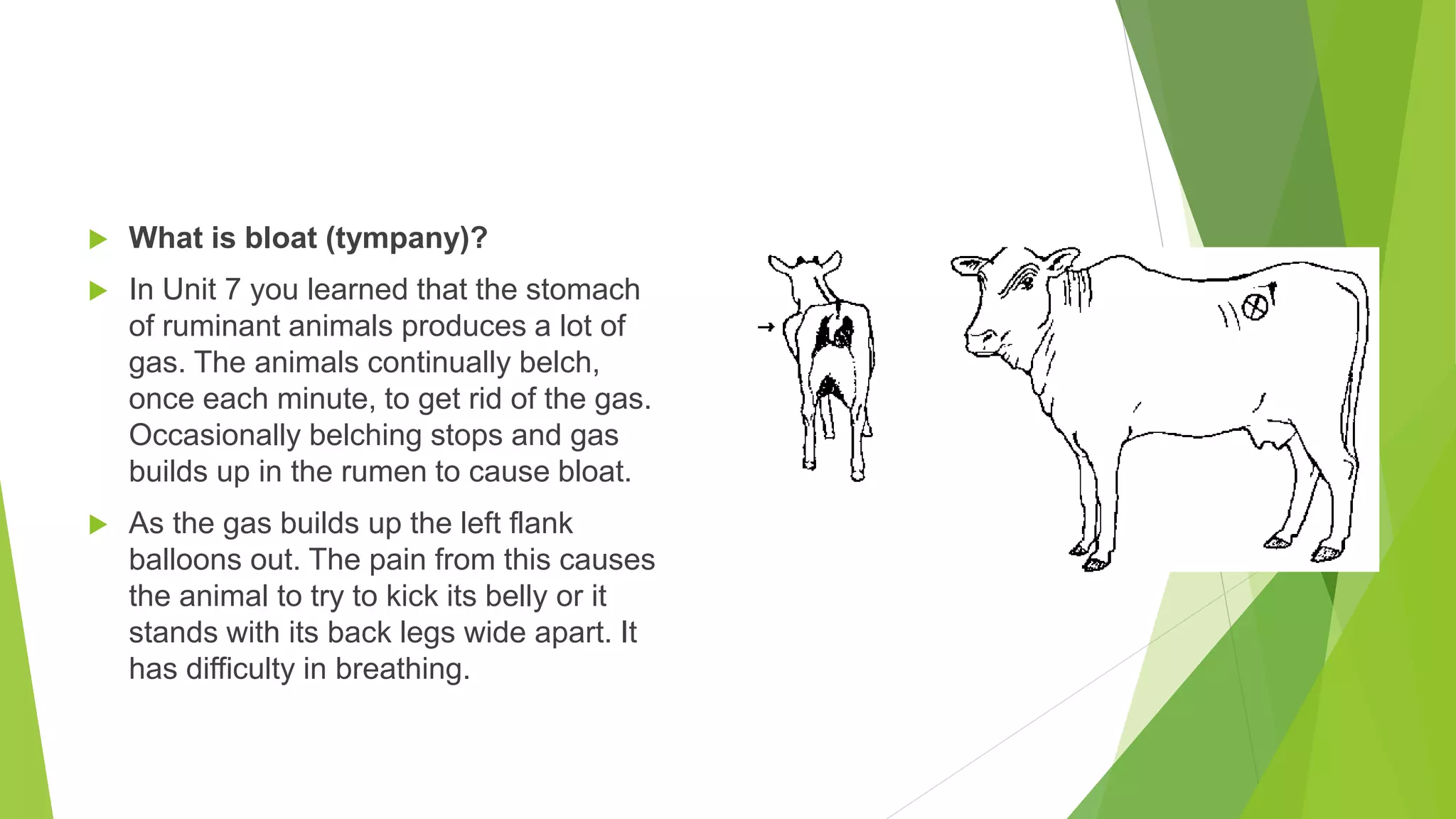 ppt-Ruminant-109.pptx