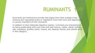 ppt-Ruminant-109.pptx
