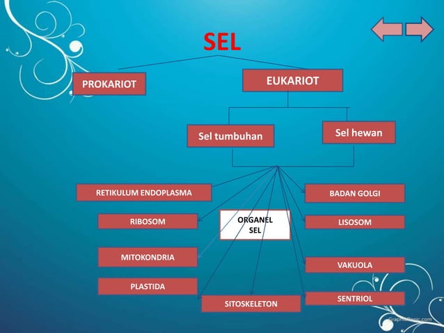 Ppt. sel | PPTX