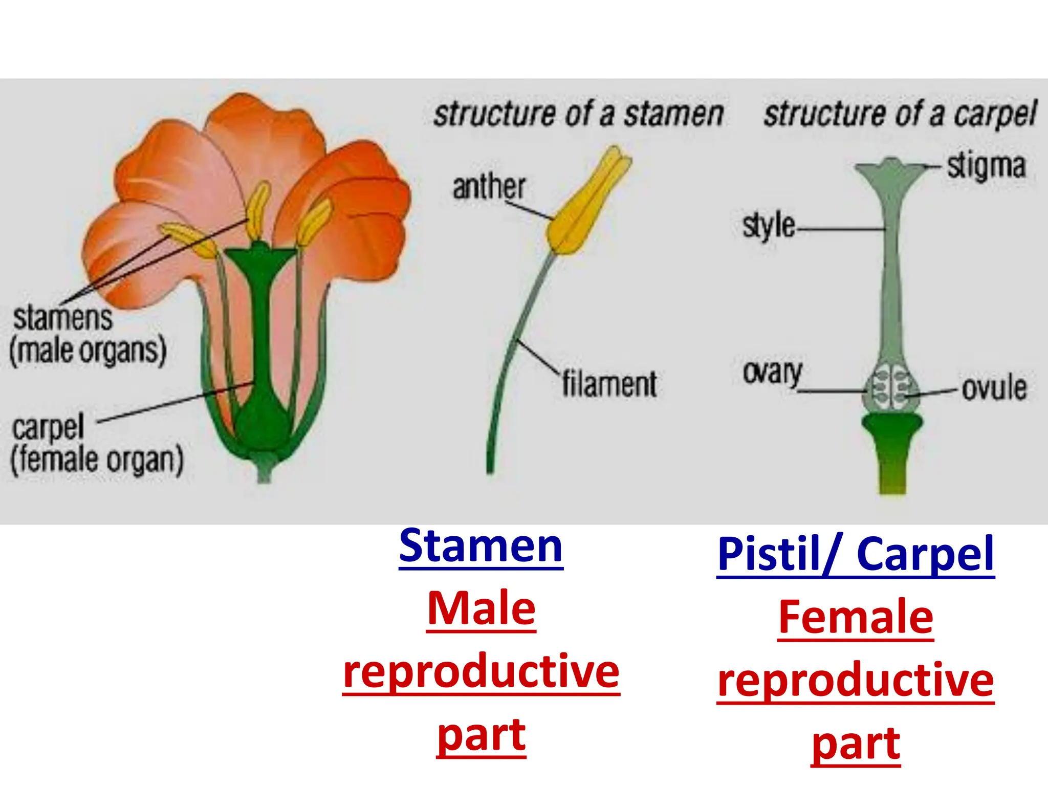 PPT- SEXUAL REPRODUCTION IN PLANTs and human | PDF