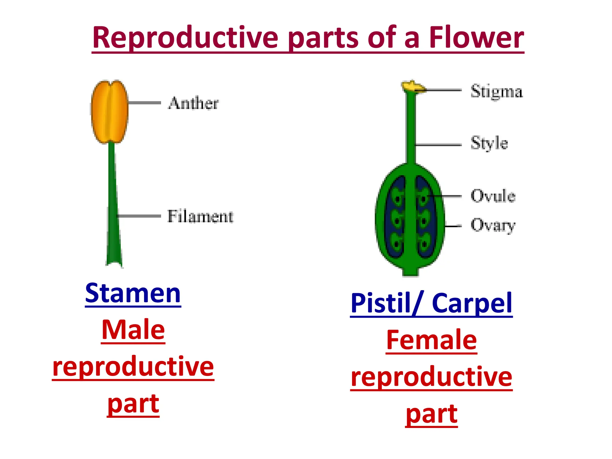 PPT- SEXUAL REPRODUCTION IN PLANTs and human | PDF