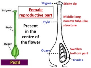 PPT- SEXUAL REPRODUCTION IN PLANTs and human | PDF