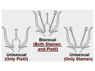 PPT- SEXUAL REPRODUCTION IN PLANTs and human | PDF