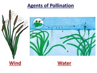 PPT- SEXUAL REPRODUCTION IN PLANTs and human | PDF