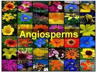 PPT- SEXUAL REPRODUCTION IN PLANTs and human | PDF