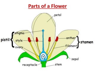 PPT- SEXUAL REPRODUCTION IN PLANTs and human | PDF