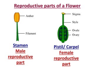 PPT- SEXUAL REPRODUCTION IN PLANTs and human | PDF