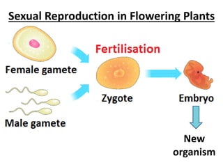 PPT- SEXUAL REPRODUCTION IN PLANTs and human | PPT