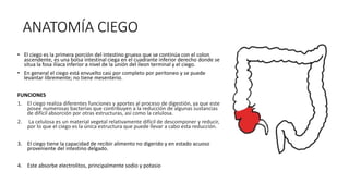 sistema digestivo | PPT