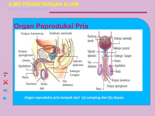 PPT-Sistem-Reproduksi-Manusia-Kelas-9-Kurikulum-2013.pptx