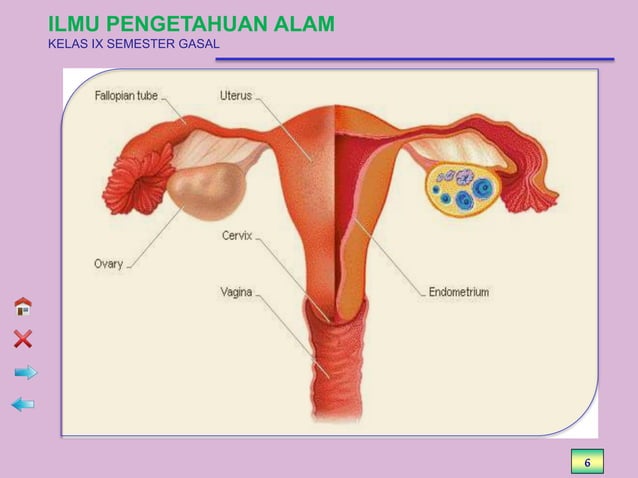 PPT-Sistem-Reproduksi-Manusia-Kelas-9-Kurikulum-2013.pptx