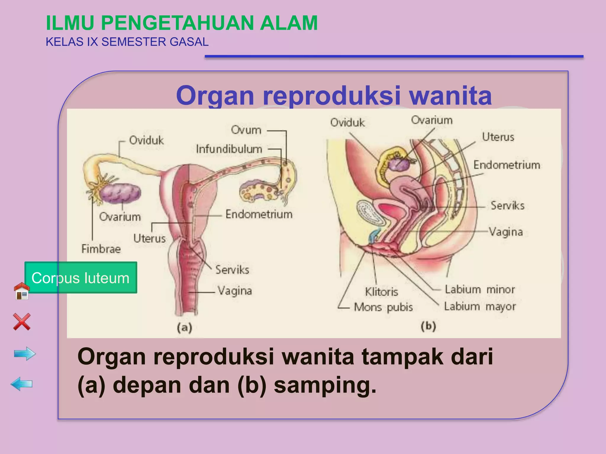 PPT-Sistem-Reproduksi-Manusia-Kelas-9-Kurikulum-2013.pptx