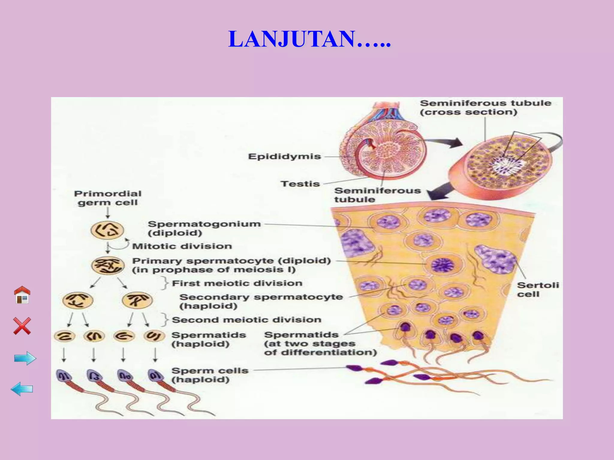 PPT-Sistem-Reproduksi-Manusia-Kelas-9-Kurikulum-2013.pptx