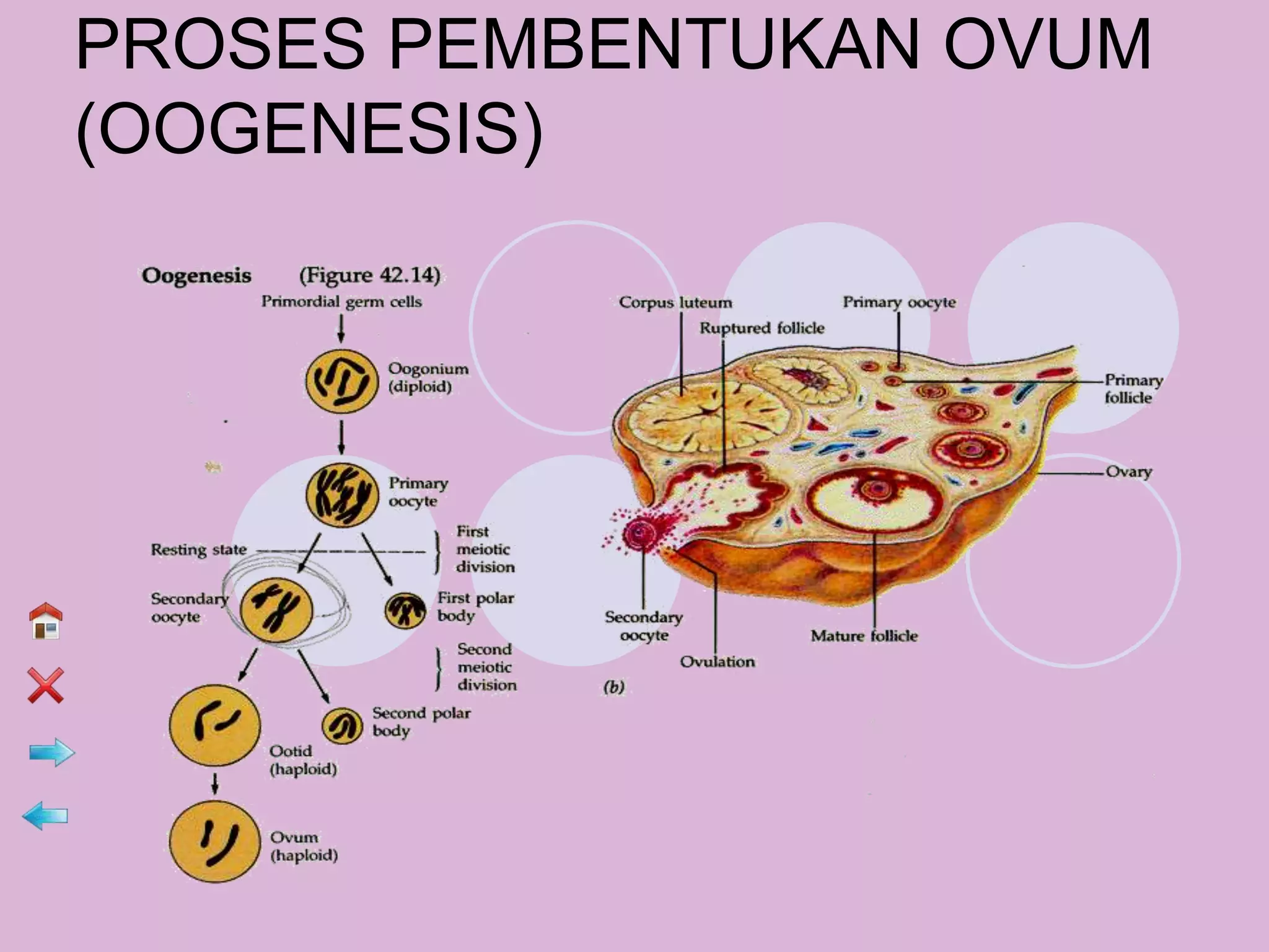 PPT-Sistem-Reproduksi-Manusia-Kelas-9-Kurikulum-2013.pptx