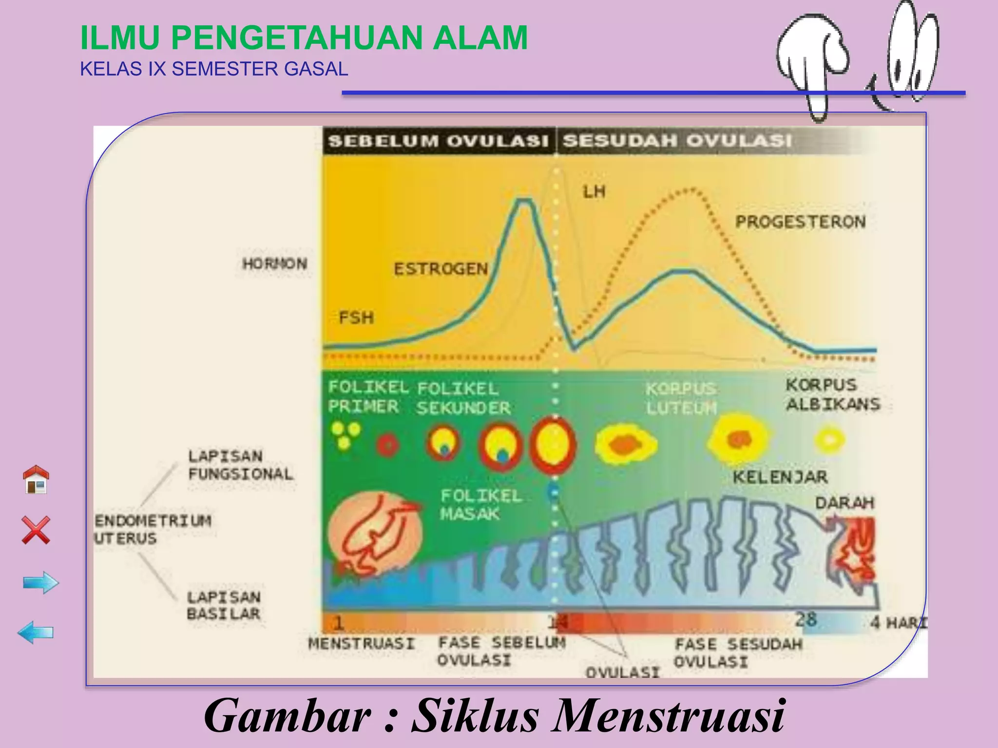 PPT-Sistem-Reproduksi-Manusia-Kelas-9-Kurikulum-2013.pptx