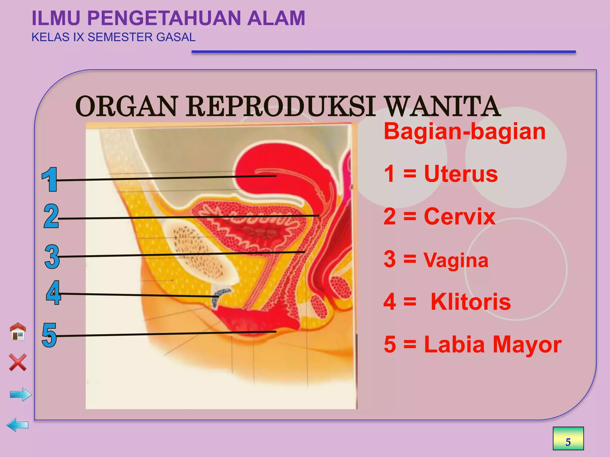 PPT-Sistem-Reproduksi-Manusia-Kelas-9-Kurikulum-2013.pptx