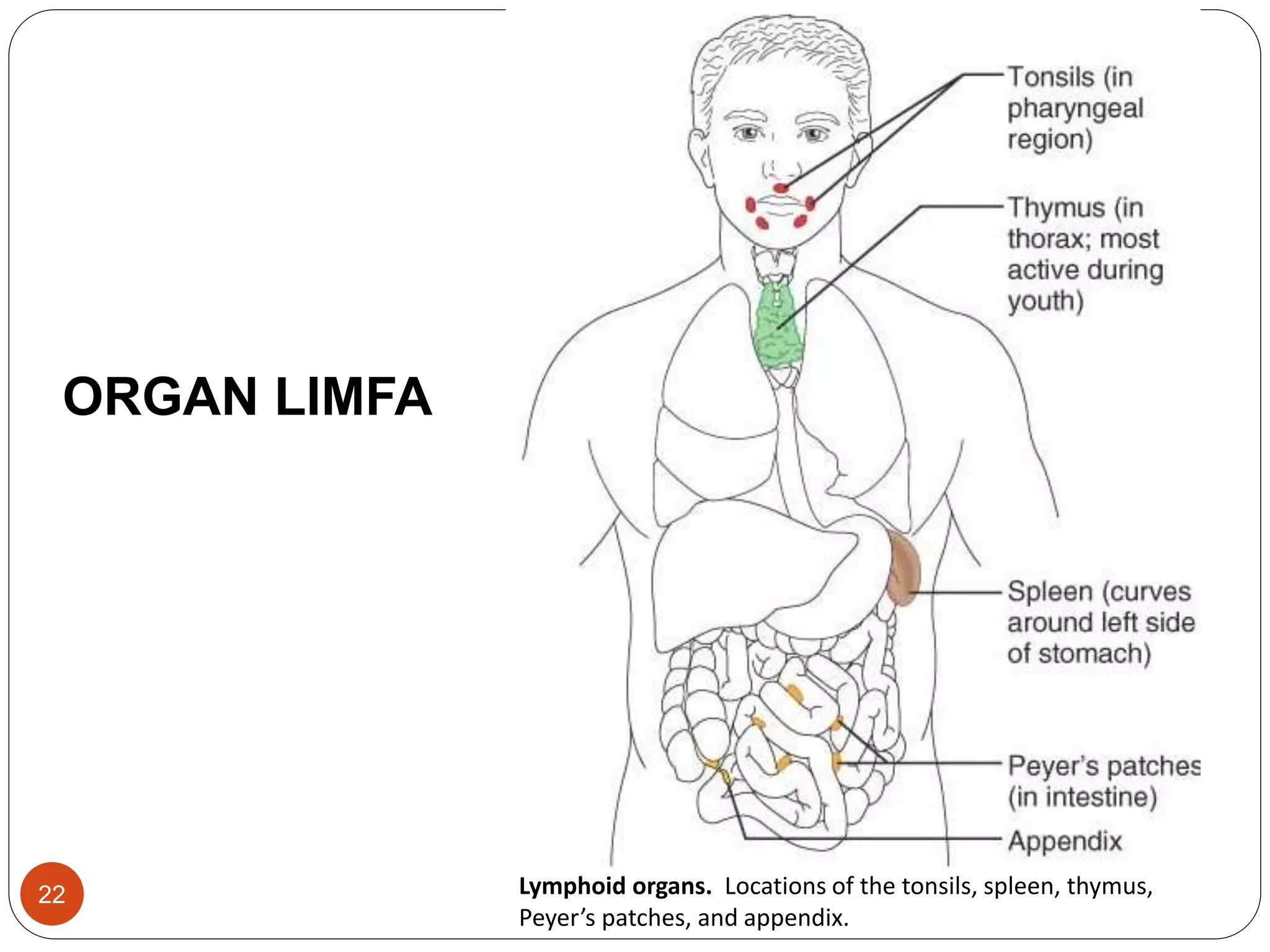 PPT - Sistem Limfatik.ppt