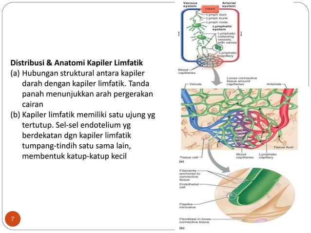 PPT - Sistem Limfatik.ppt