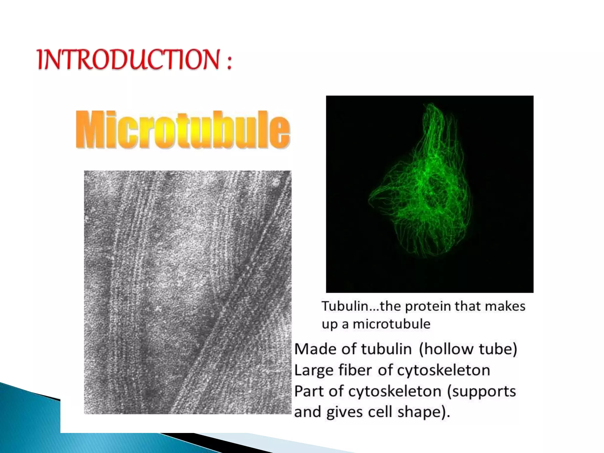 microtubules | PPTX