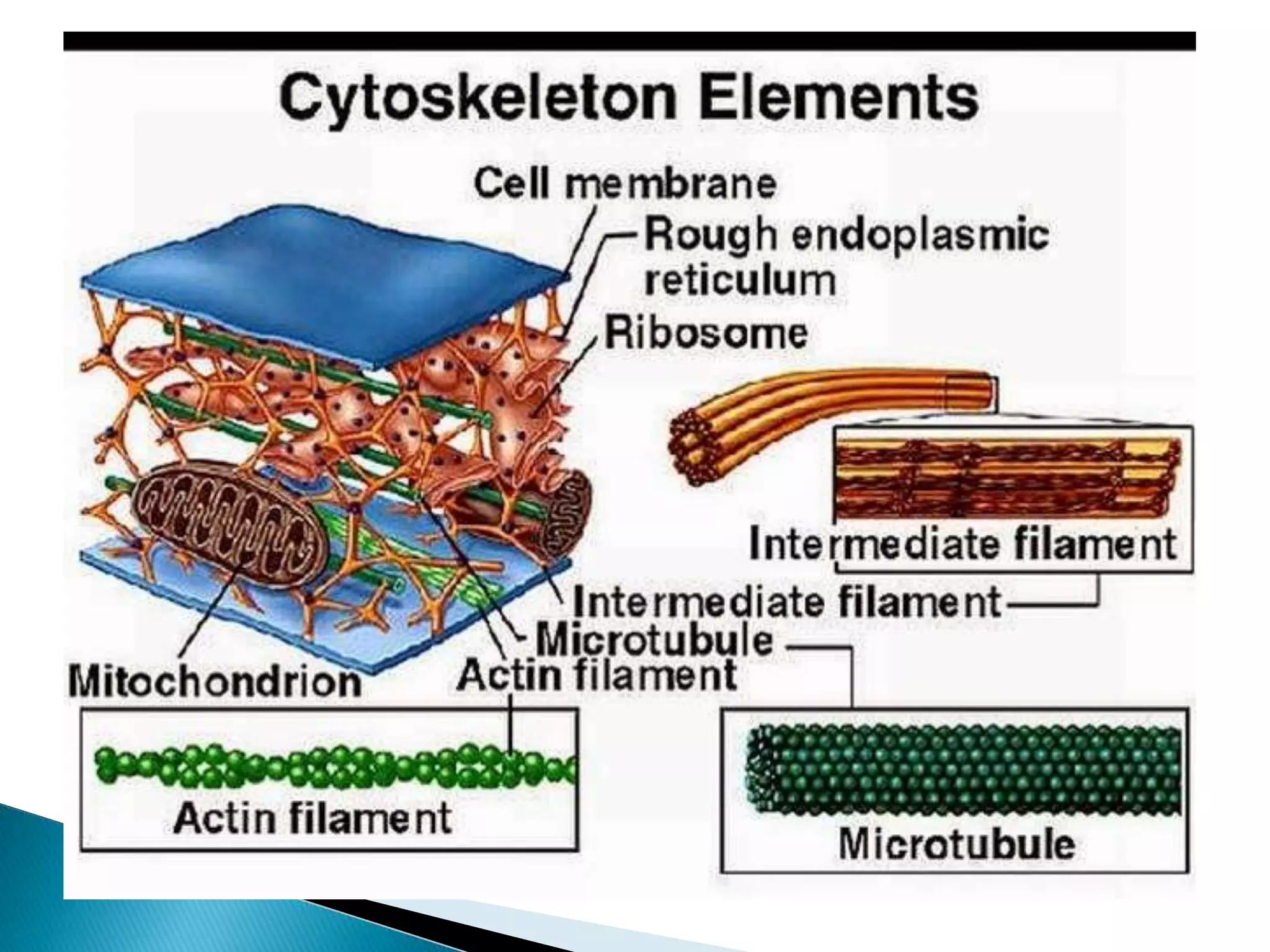 microtubules | PPTX