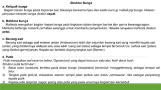 struktur dan tumbuhan hijau yang terbagi mnjadi dua | PPTX