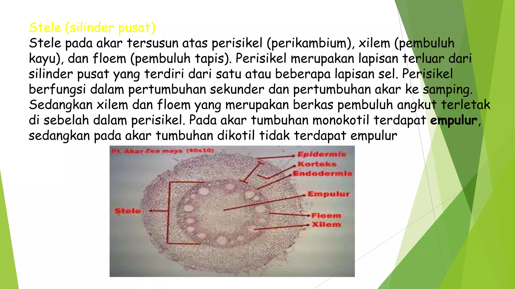 PPT-Struktur-dan-Fungsi-Tumbuhan ADHIXIONS.pptx
