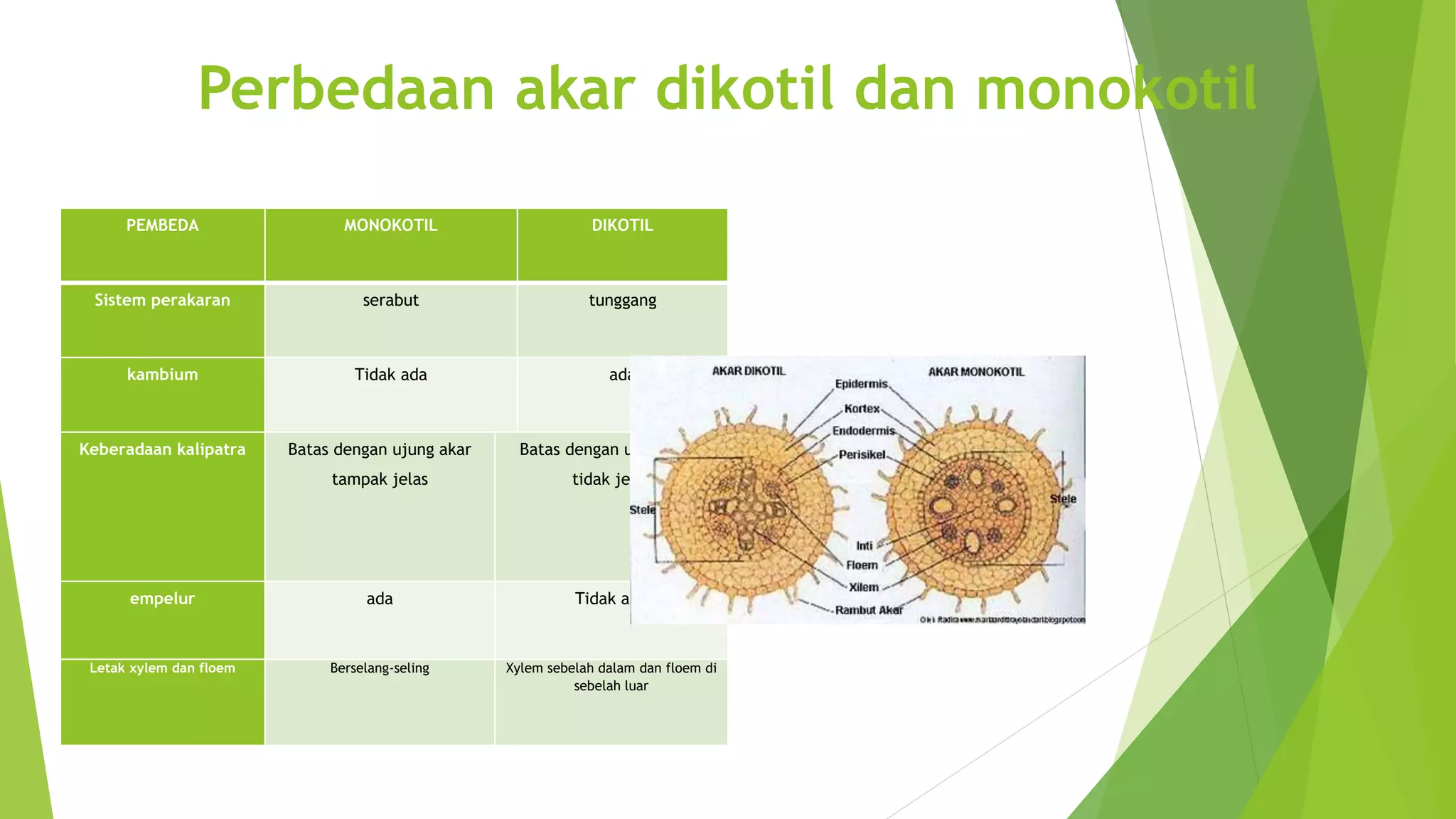 PPT-Struktur-dan-Fungsi-Tumbuhan ADHIXIONS.pptx