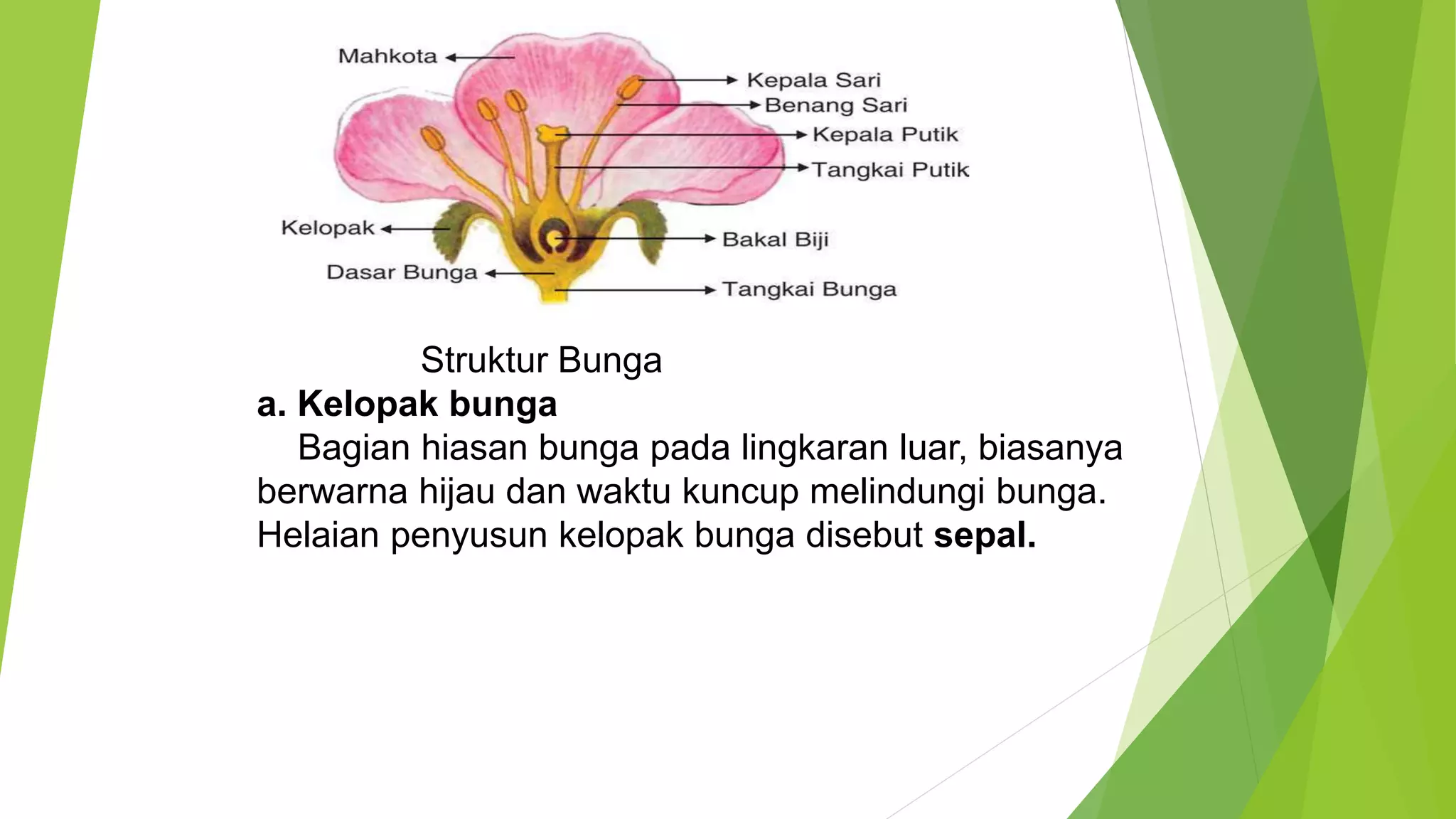 PPT-Struktur-dan-Fungsi-Tumbuhan ADHIXIONS.pptx