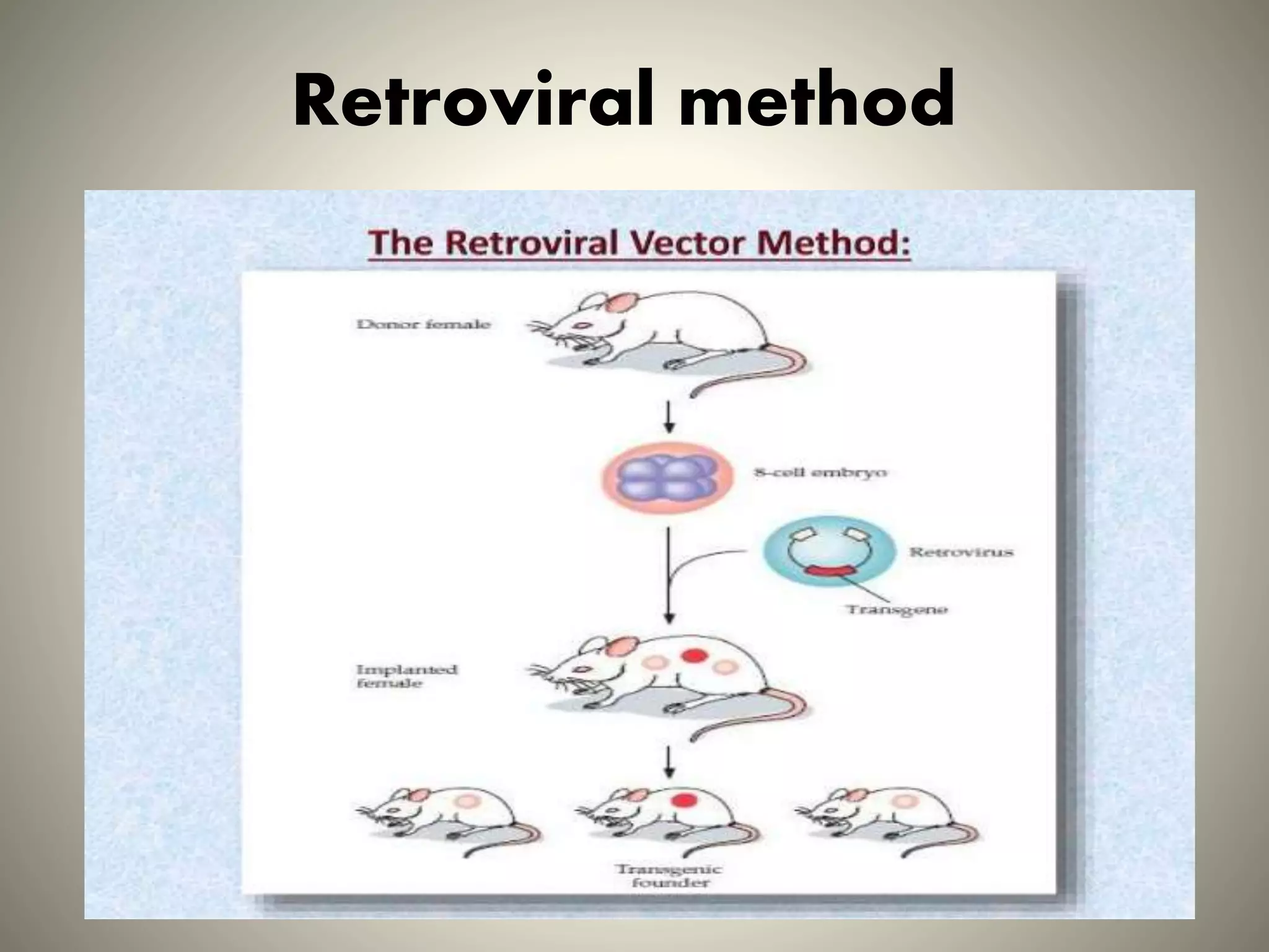 tansgenic mice:methodology and application | PPTX