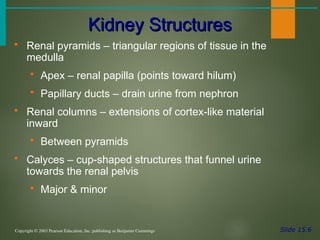 PPT_-_The_Urinary_System. Important part in medical field | PPT
